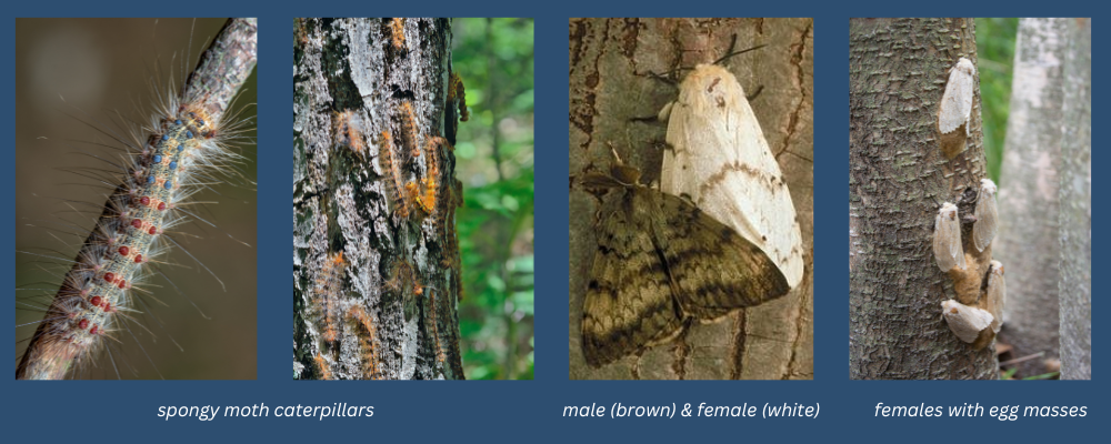 Spongy Moth Information Center | fergusonpa